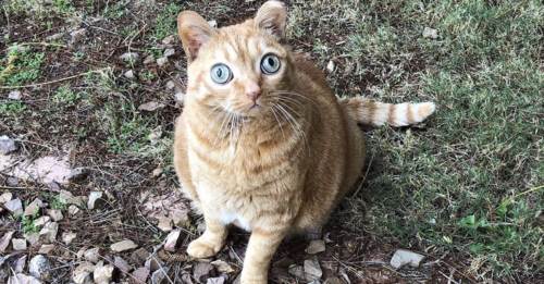 Meet Potato: The Instagram-Famous Cat With Googly Eyes!